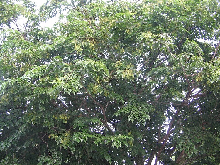 Pohon Angsana: Klasifikasi, Ciri Ciri, Manfaat, Syarat Tumbuh, dan Cara ...