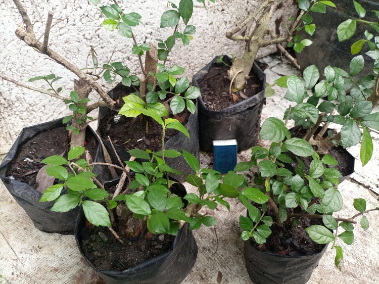 Pohon Serut: Klasifikasi, Ciri Ciri, Manfaat, dan Cara Membuat - Alat ...