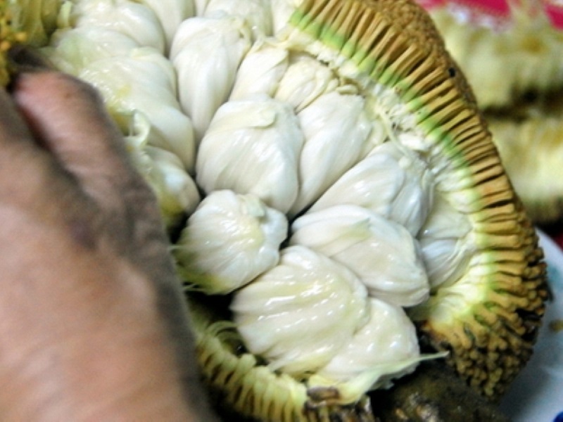 Buah Tarap: Pengenalan, Klasifikasi, Ciri Ciri, dan Manfaat - Alat ...