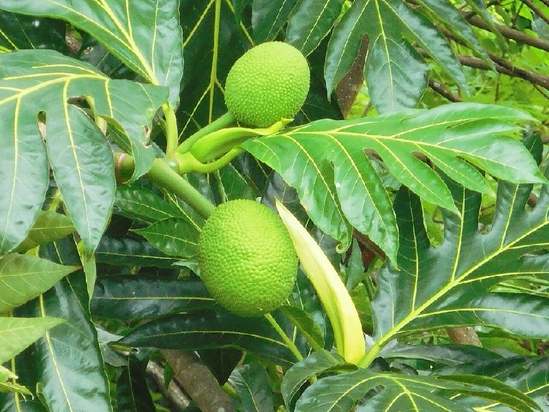 Buah Sukun: Asal Usul, Klasifikasi, Morfologi, dan Cara Menanam - Alat ...