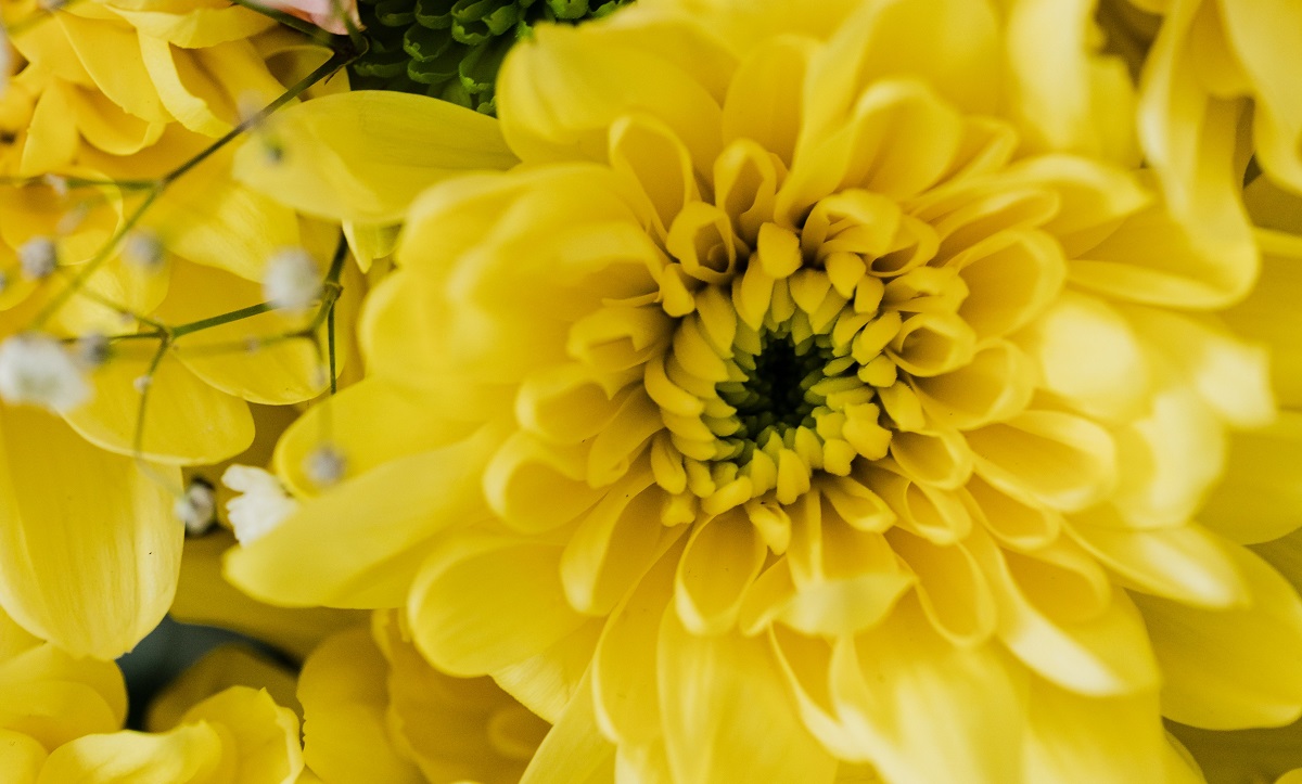 Mengetahui 7 Arti Bunga Krisan Berdasarkan Warnanya - Alat Pertanian ...