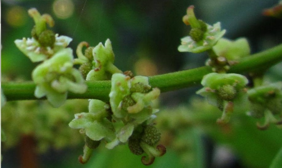 Tanaman Buah Rambutan : Ciri-ciri, Klasifikasi, Jenis, Syarat Tumbuh ...