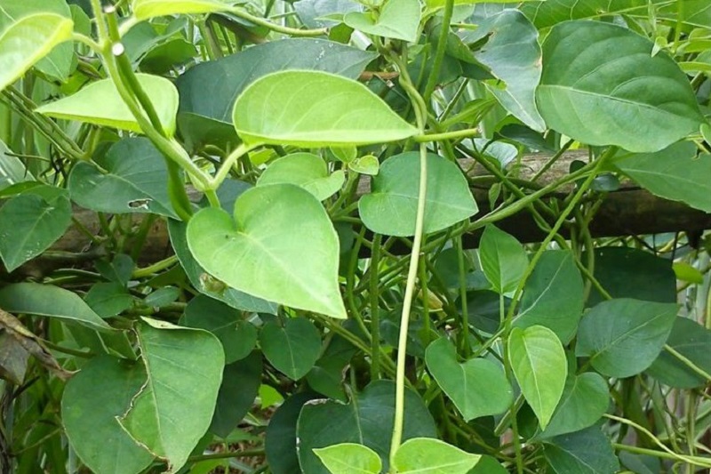 Daun Sembukan : Ciri Ciri, Manfaat, dan Efek Samping - Alat Pertanian ...