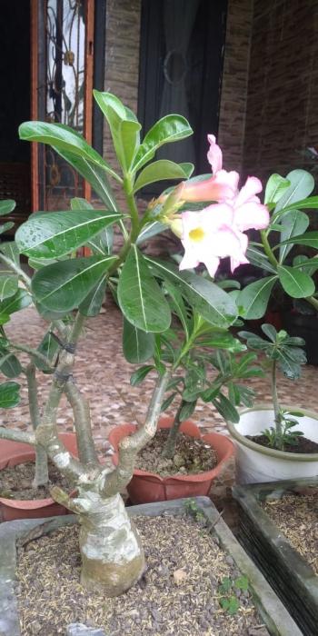 Perbanyakan Kamboja Jepang dengan Metode Grafting - Alat Pertanian ...