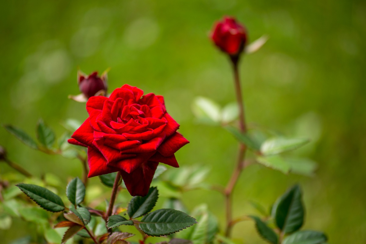 Bunga Mawar : Arti, Klasifikasi, Morfologi (Ciri Ciri), Jenis, Spesies ...