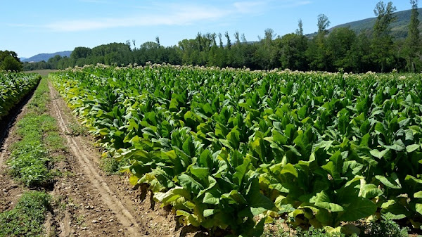 Tanaman Palawija: Pengertian, Jenis, dan Manfaat - Alat Pertanian ...