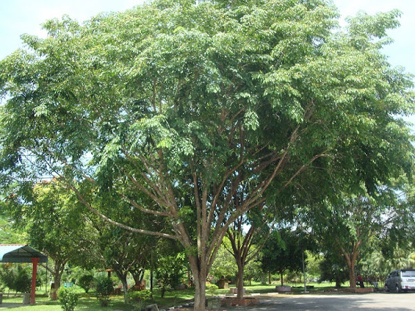 Pohon Angsana: Klasifikasi, Ciri Ciri, Manfaat, Syarat Tumbuh, dan Cara ...