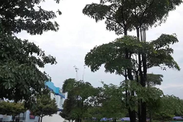 Pohon Pule: Pengenalan, Klasifikasi, Ciri Ciri, Manfaat, dan Mitos ...