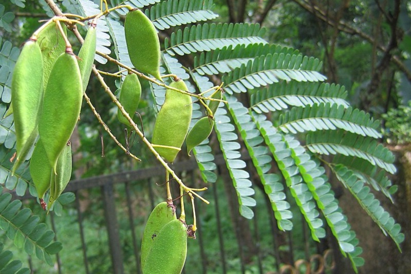 Pohon Secang : Ciri Ciri, Manfaat, dan Cara Mengonsumsi - Alat ...