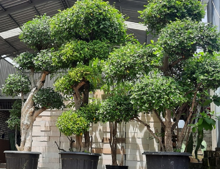 Pohon Serut: Klasifikasi, Ciri Ciri, Manfaat, dan Cara Membuat - Alat ...