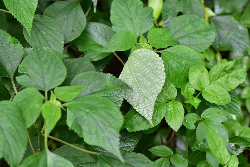 Tanaman Rami : Sejarah, Klasifikasi, Ciri Ciri, dan Manfaat - Alat ...