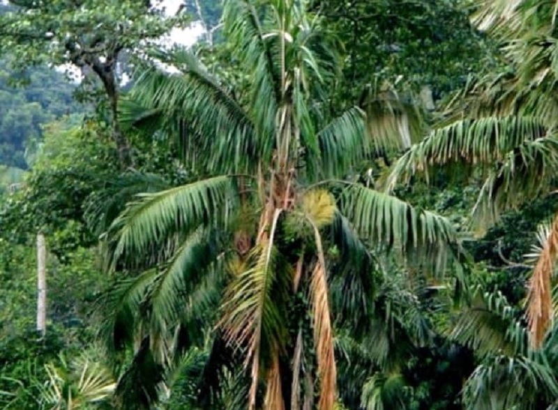 Pohon Nibung: Klasifikasi, Ciri Ciri, Persebaran, dan Manfaat - Alat ...