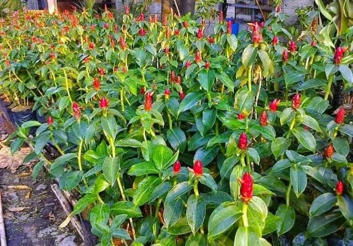 Tanaman Pacing: Klasifikasi, CIri Ciri, Habitat, Manfaat, dan Efek ...