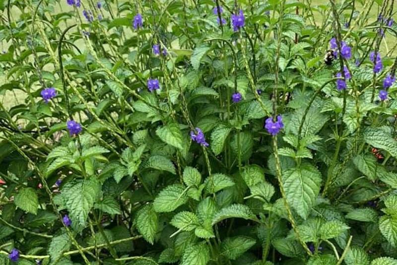 Daun Pecut Kuda : Ciri Ciri, Manfaat, dan Efek Samping - Alat Pertanian ...