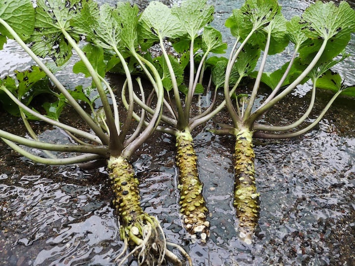 Wasabi: Sejarah, Ciri Ciri, Manfaat, dan Cara Menanam – Alat Pertanian ...