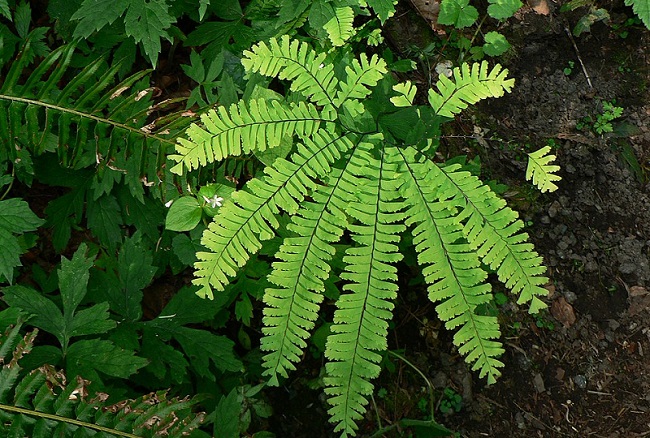 Tanaman Suplir : Klasifikasi, CIri Ciri, Manfaat, dan Cara Merawat ...